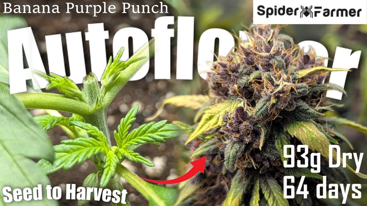 How I Grow -37- From Seed to 93g Harvest -Banana Purple Punch Auto ...