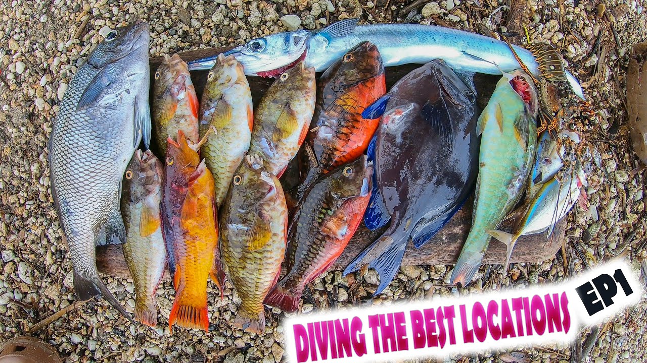 Shooting Fish At The Best Locations Catch Clean & Cook | Diving The ...