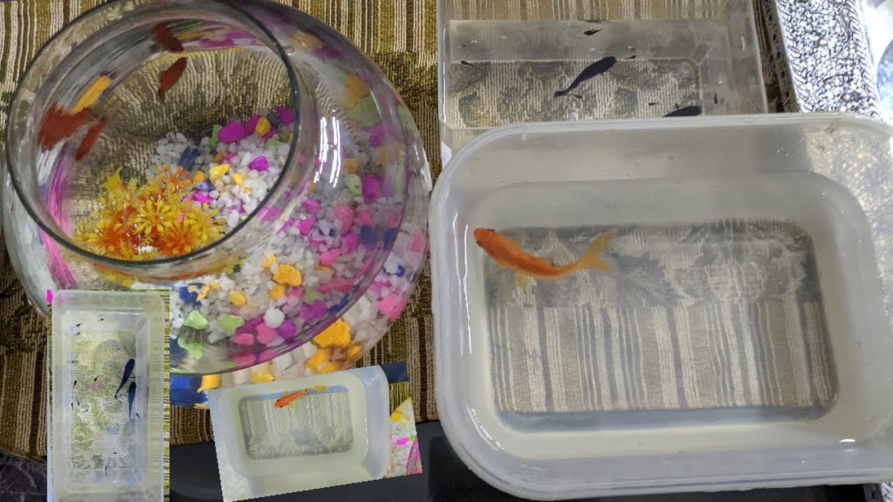 Waqas laya fish 🐠 🐟#myvlogs - YouTube