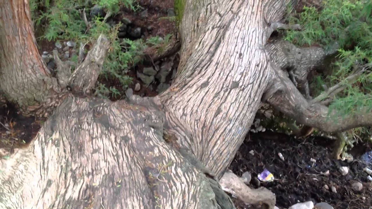 "El Ahuehuete" en San Juan Tianguistongo - YouTube