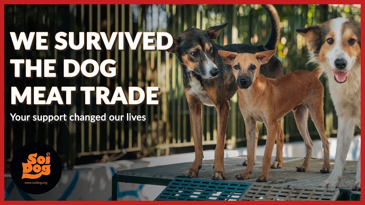 You saved them from the horrific dog meat trade. - YouTube