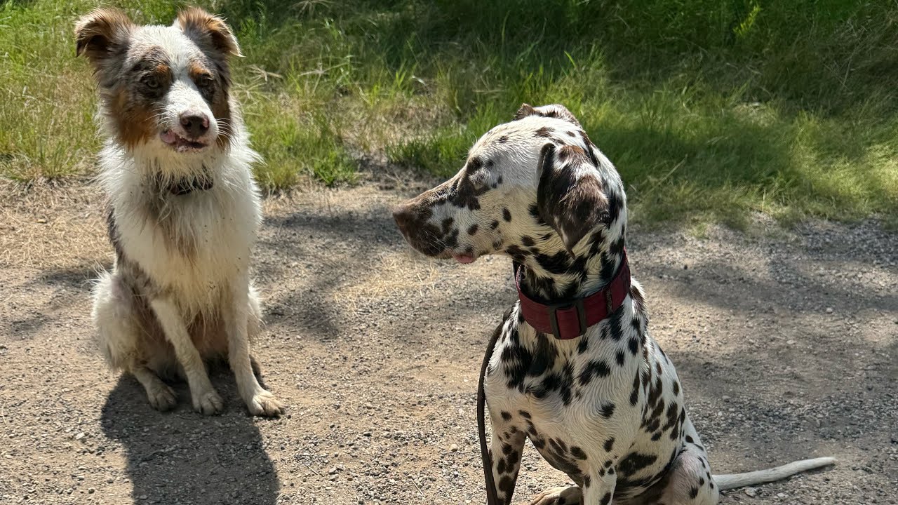 🔴LIVE: Boot and Rye On The Trail - YouTube