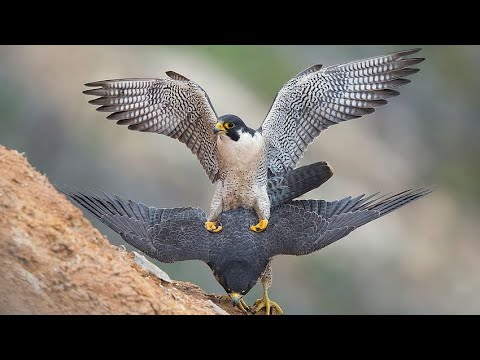 Peregrine Falcon Attacks Pelicans ! Falcon Most Dangerous - YouTube