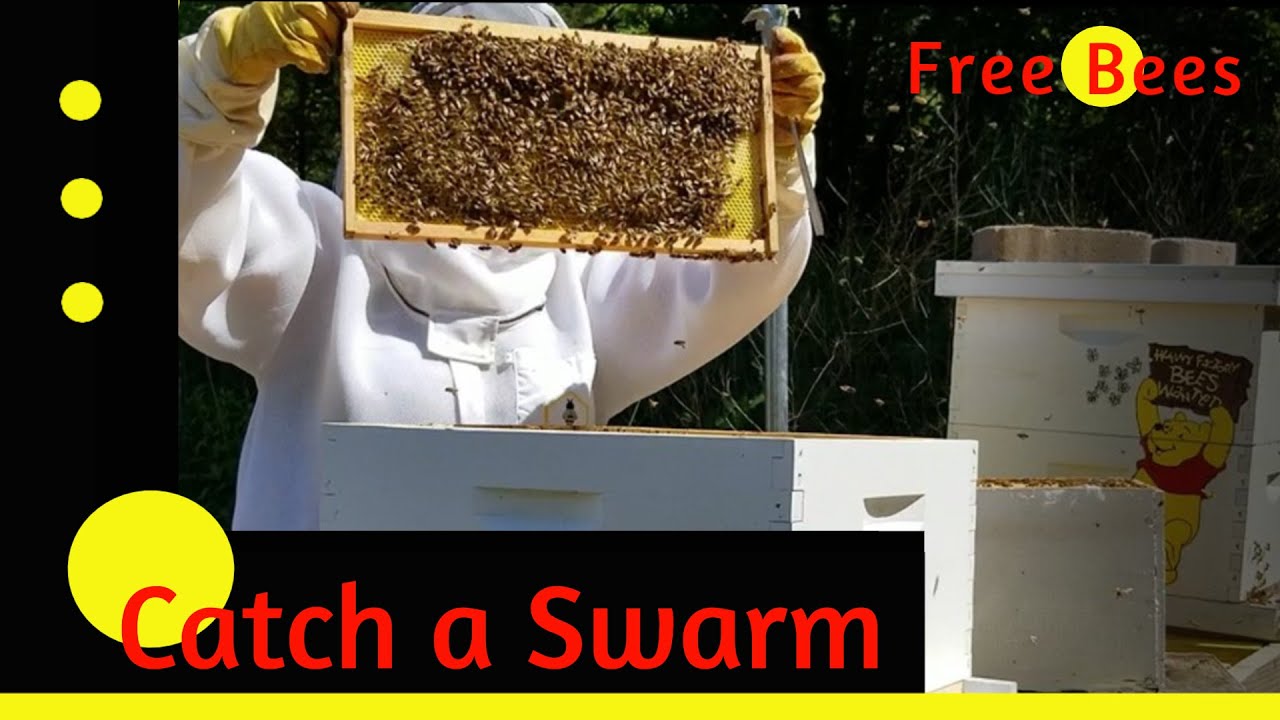 How to Catch a Swarm - Get Free Bees - YouTube