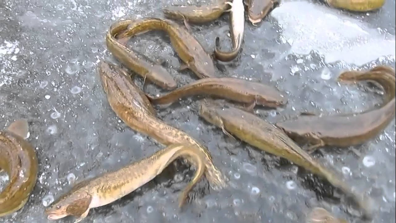 Eel Pout (Burbot) fishing with a good deal of them on the ice - YouTube