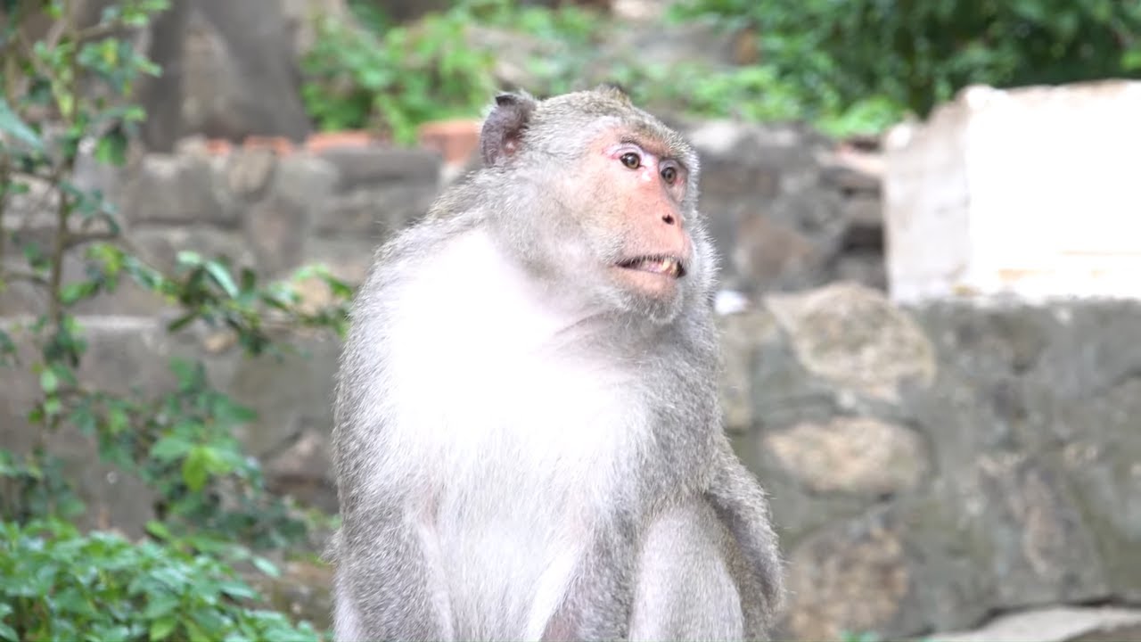Monkeys Being Familiar With Living Beside Human Society 12 | Viral ...