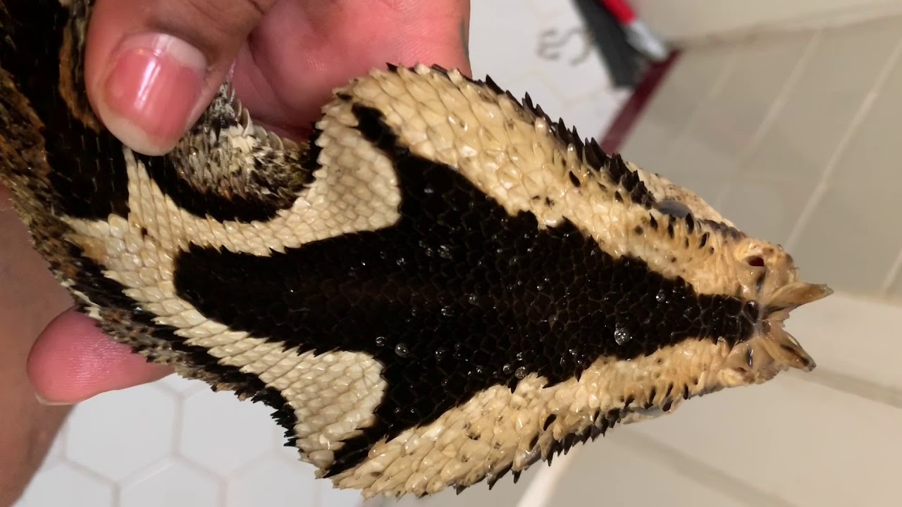 GABINO VIPER SOAKING SESSION AND FREE HANDLING MY VENOMOUS SNAKE - YouTube