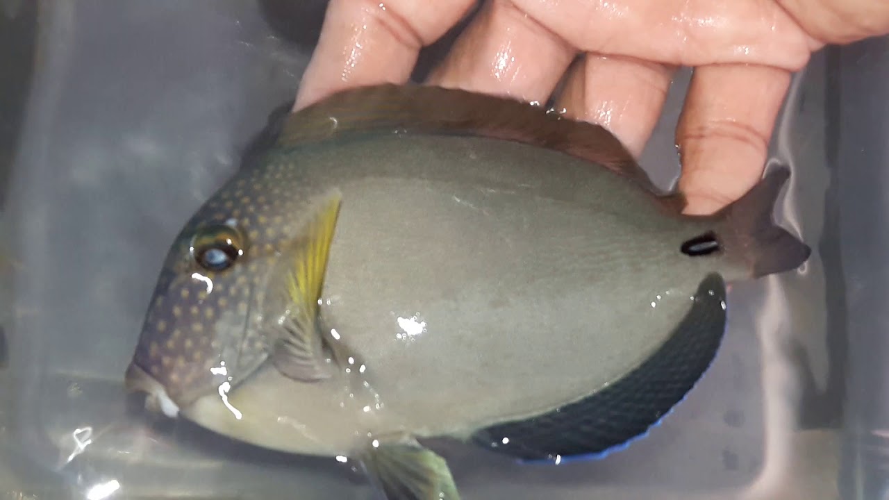 Maculiceps Tang (6" Sumatra) - YouTube