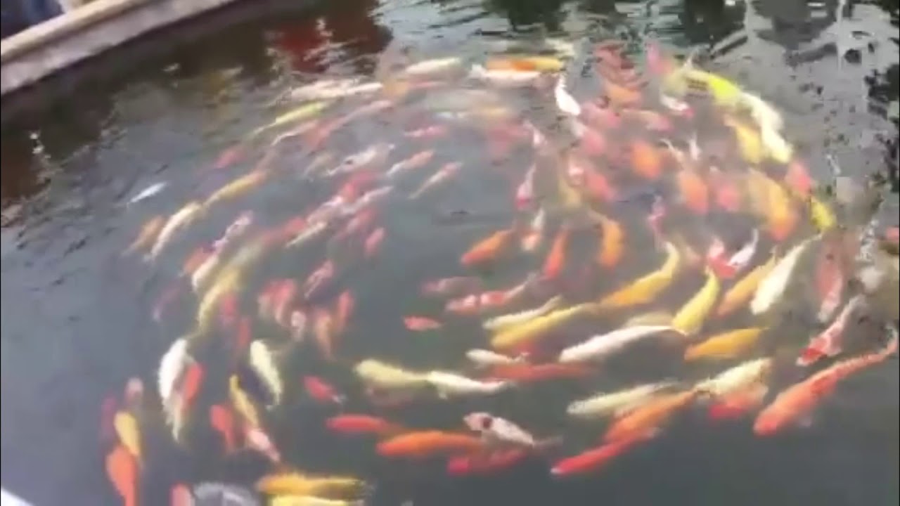 Spinning animals 2 - YouTube