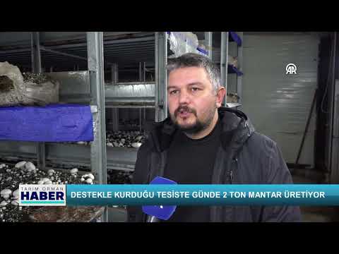 Destekle kurduğu tesiste günde 2 ton mantar üretiyor