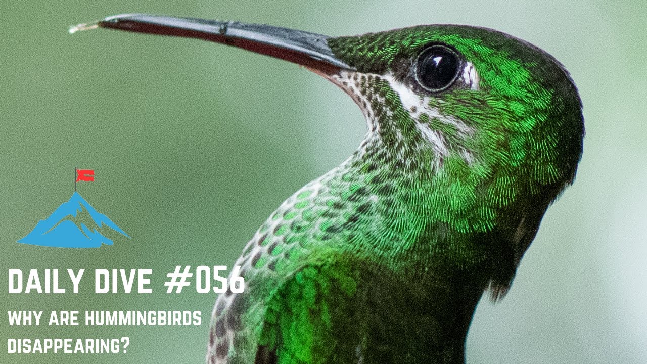 Daily Dive # 056 | Why Are Hummingbirds Disappearing? - YouTube