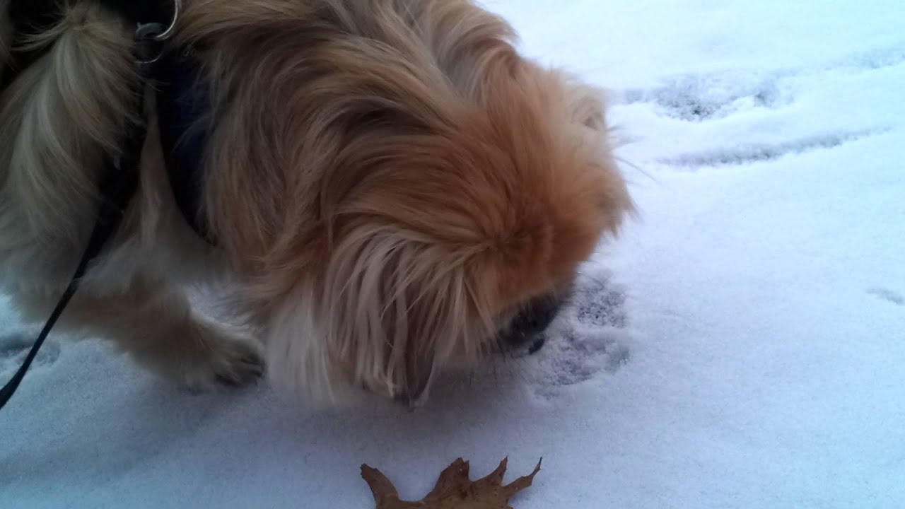 Eating Snow is Fun (?) - YouTube