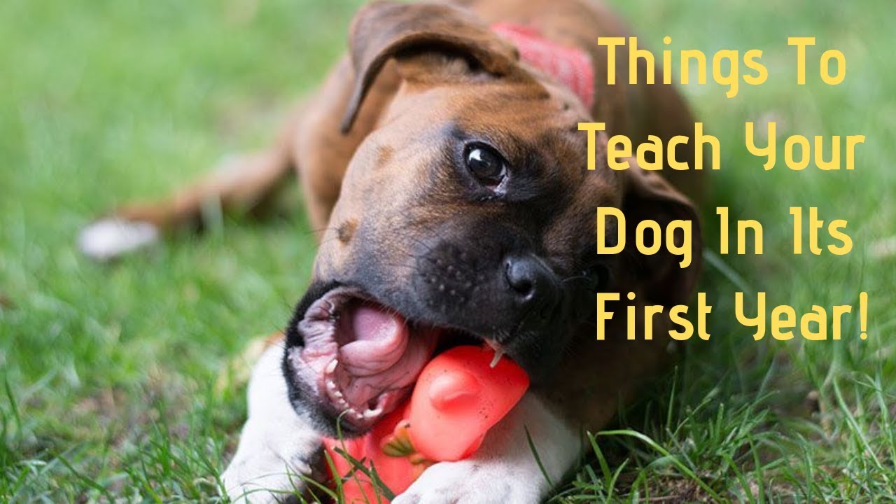 Things To Teach Your Dog In Its First Year YouTube things-to-teach-your-dog-in-its-first-year-youtube
