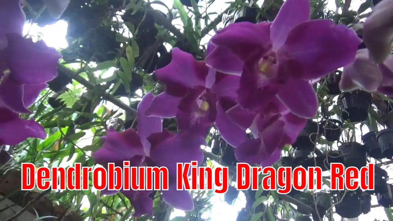 Anggrek Dendrobium King Dragon var Red - YouTube