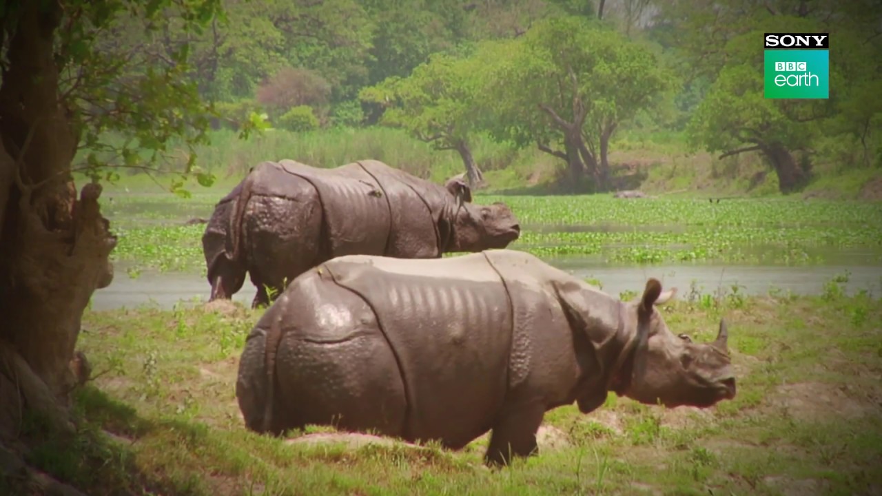 Sneak Peek Wild Wild India Hindi Starts 18th November Mon Fri At sneak-peek-wild-wild-india-hindi-starts-18th-november-mon-fri-at