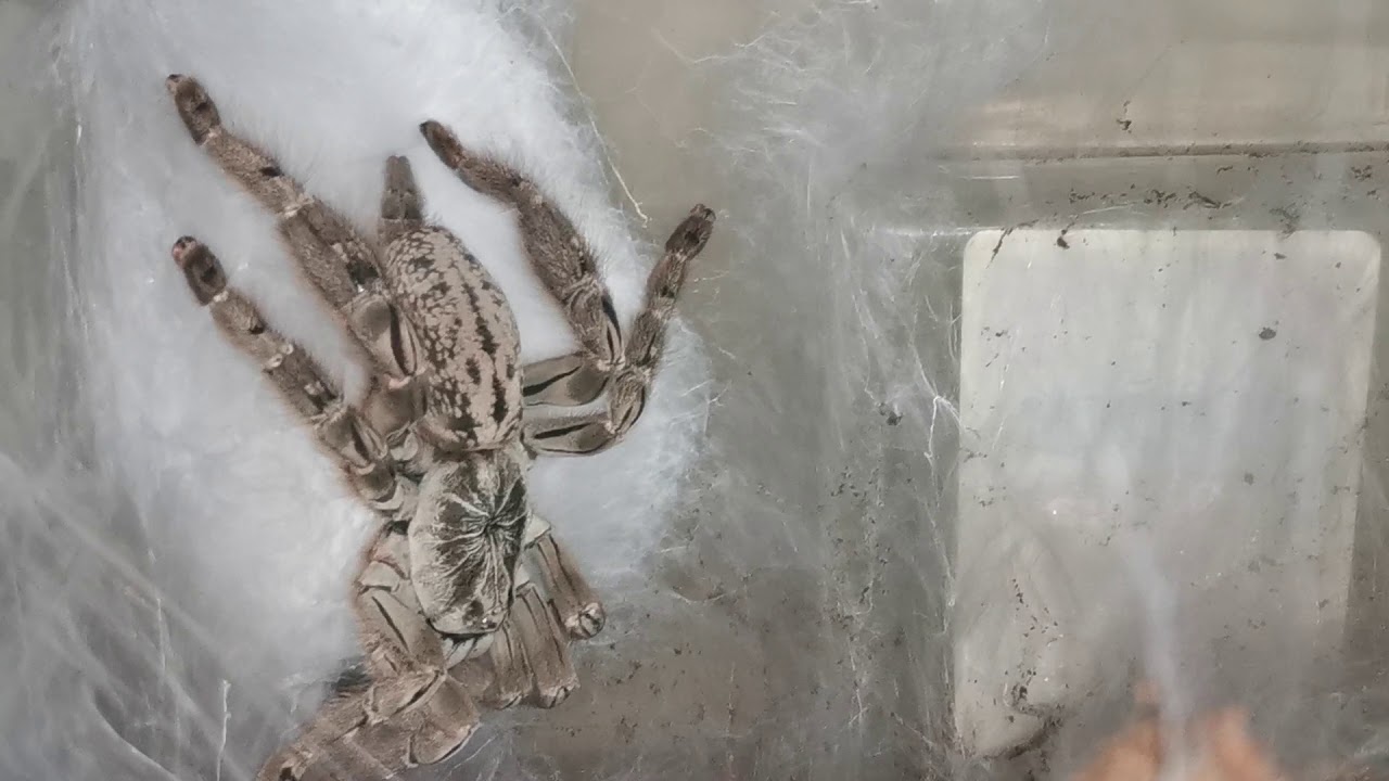 Togo starbust making an egg sac. H maculata - YouTube