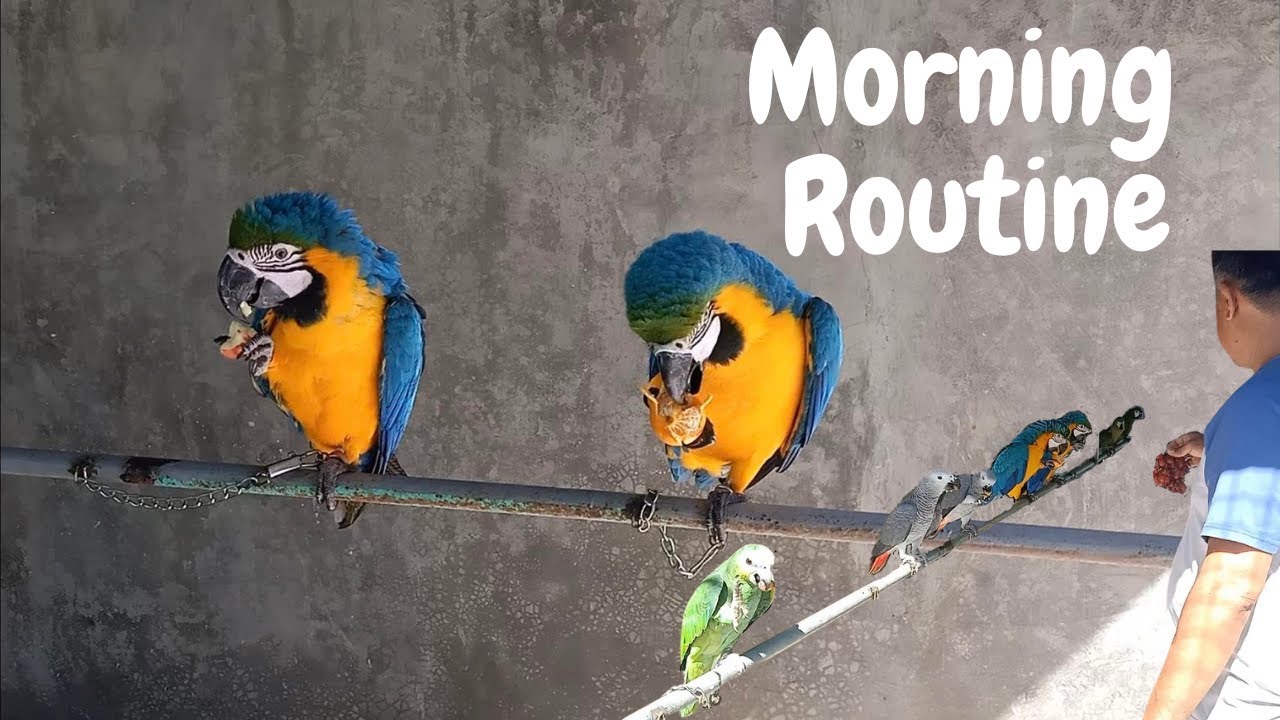 UPDATED MORNING ROUTINE WITH THE BIRDS - YouTube