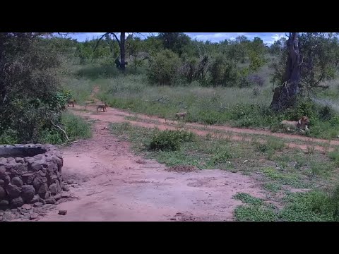 Lions and cubs at Naledi Dam Live - africam - explore.org - YouTube
