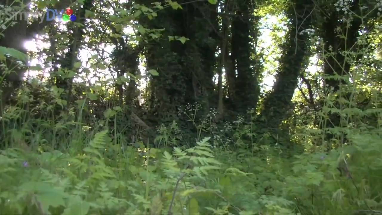 JVC Everio GZ-X900 Camcorder Sample Clip Sequence - YouTube