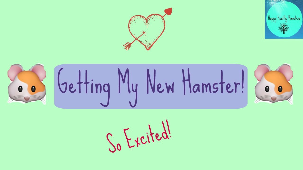 Getting My New Hamster. Welcome home Pippin! | VLOG - YouTube