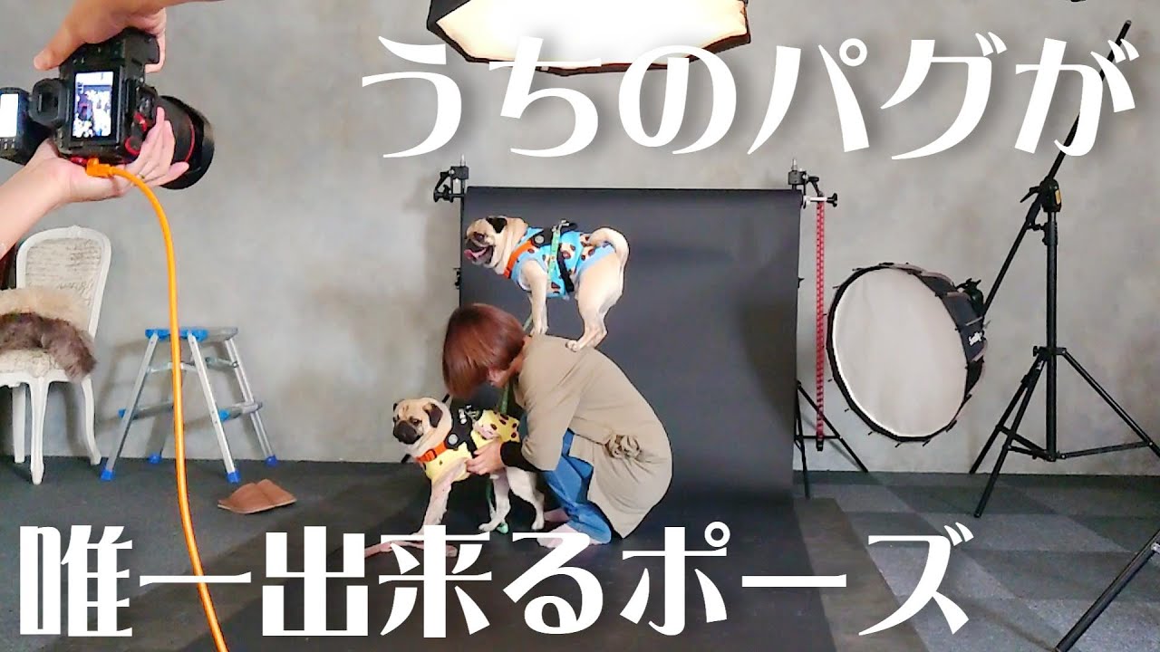 スタジオでモデル撮影 実はこんなポーズも撮ってもらってました編｜MASHPOT｜パグのぺろぽん兄弟pug犬｜ - YouTube
