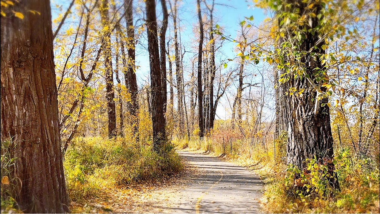 Great Walking Trails in Calgary in the Fall / Autumn Natural Scenery ...