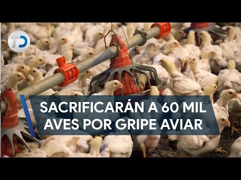 Sacrificarán a 60 mil aves por casos de gripe aviar en granja de Montemorelos