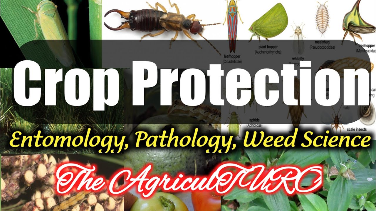 Crop Protection (Entomology, Pathology, Weed Science) PPT - YouTube