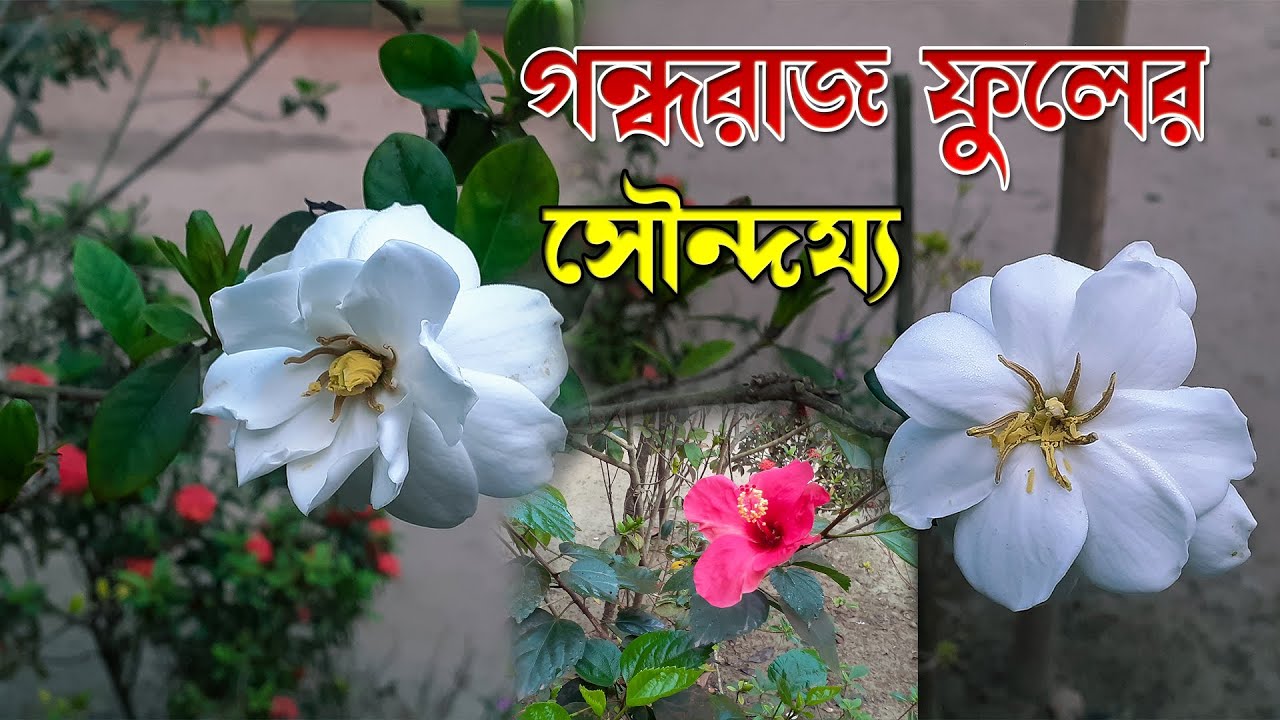 গন্ধরাজ ফুলের সৌন্দর্য | Frankincense Flowers | Travel With Rafi - YouTube