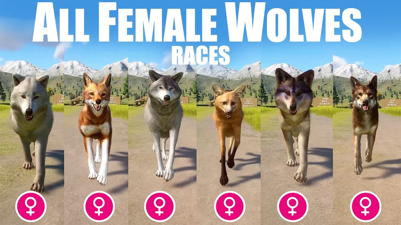 All Female Wolves Races in Planet Zoo included Ethiopian Wolf, Mexican ...
