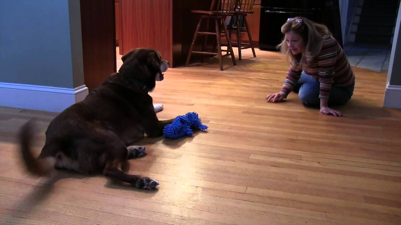 Teaching an Adult dog to Play - YouTube