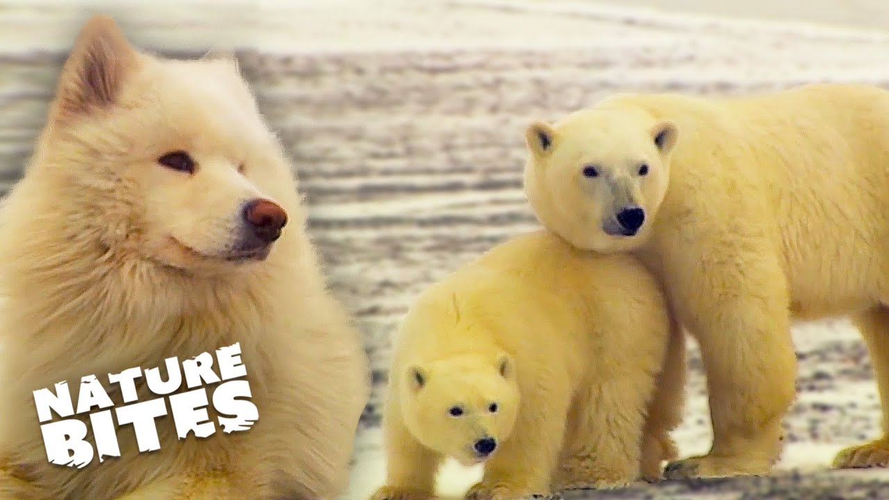 Adorable Polar Bear Cubs Brave the Frozen Arctic | Nature Bites - YouTube
