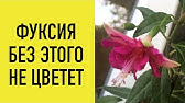 Выращивание фуксии в домашних условиях Часть1-я - YouTube
