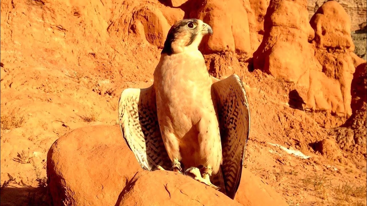 Falconry: The importance of feeding indoors AND outdoors #falconry # ...