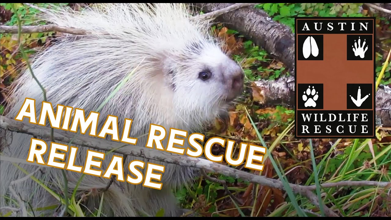Rescued Animals Released back into the Wild: Deer and Porcupines - YouTube