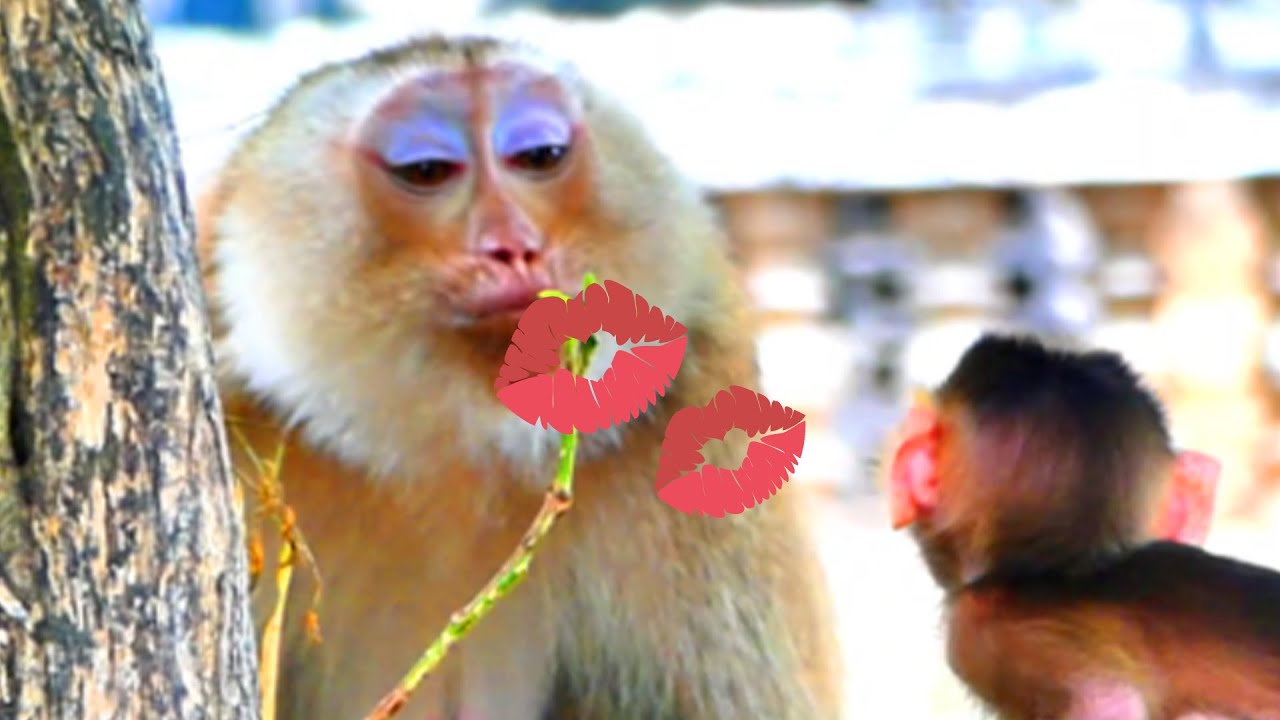 Gorgeous Mother Monkey !! Making So Cute Smiling and Speaking Love with ...