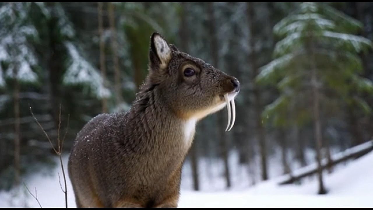 Water deer_ vampire fangs, water-living, the strangest deer! # ...