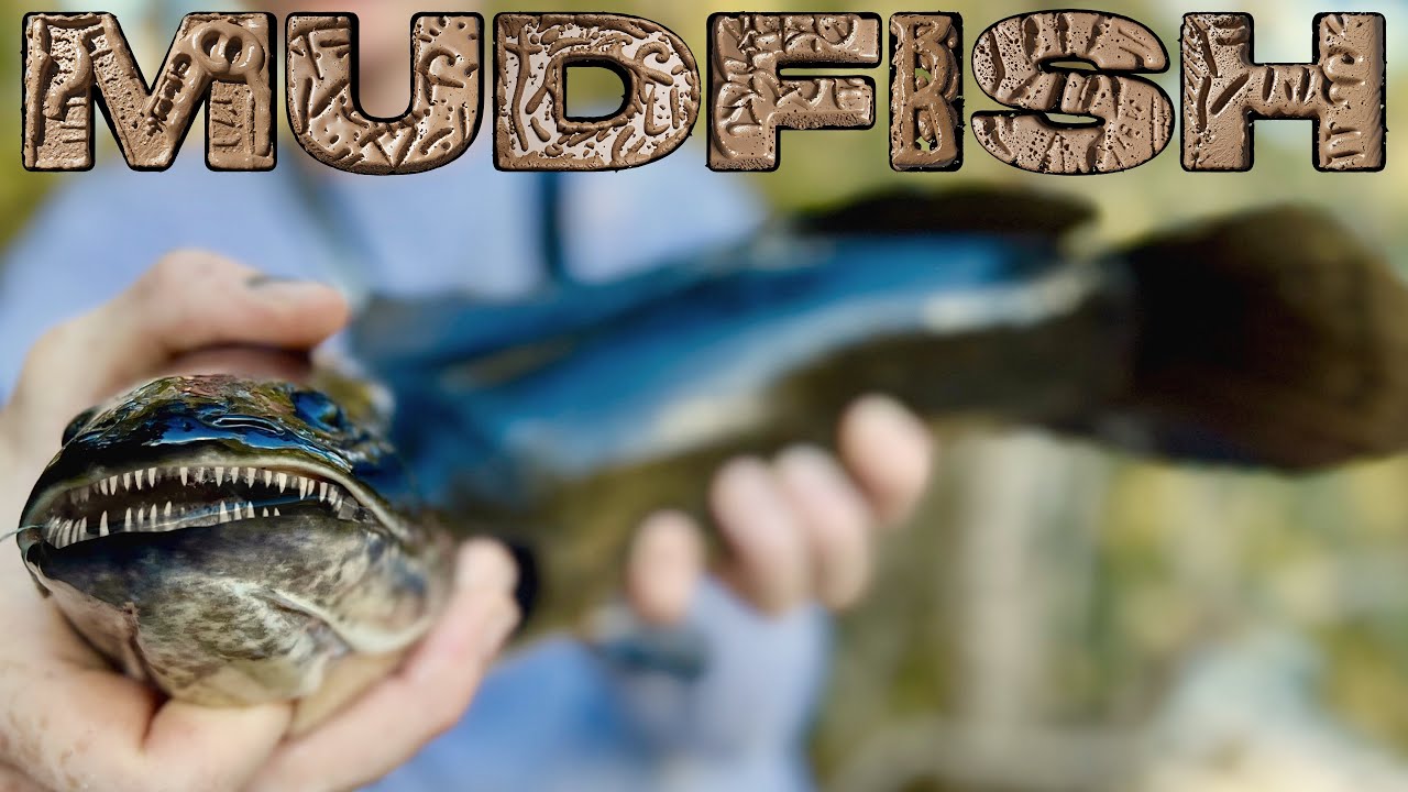 Eating the NASTIEST Fish in Florida - Bowfin aka “MUDFISH” - YouTube