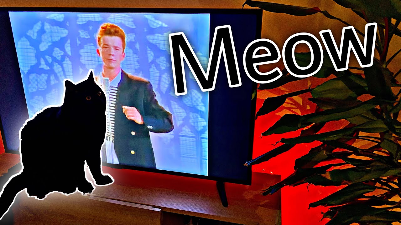 Cat gets Rickrolled - YouTube