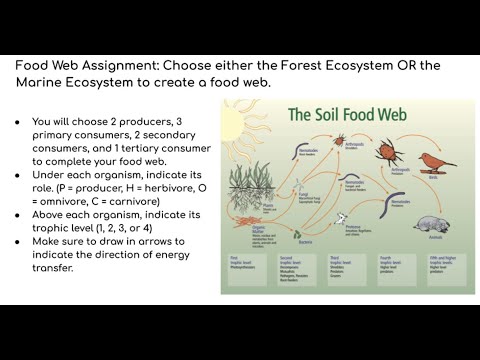 Create your own food web assignment - YouTube