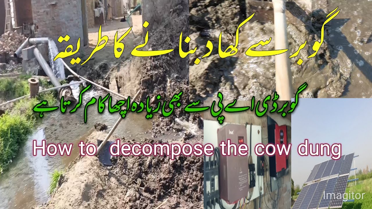 Gobar ki khad bnane Ka Treqa/Dung work even better than DAP/How to ...