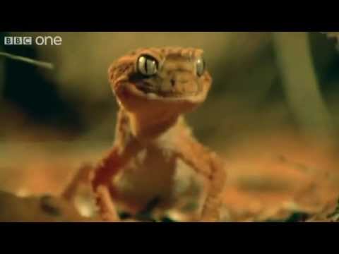 Funny Talking Animals Walk On The Wild Side Episode One Preview BBC One ...