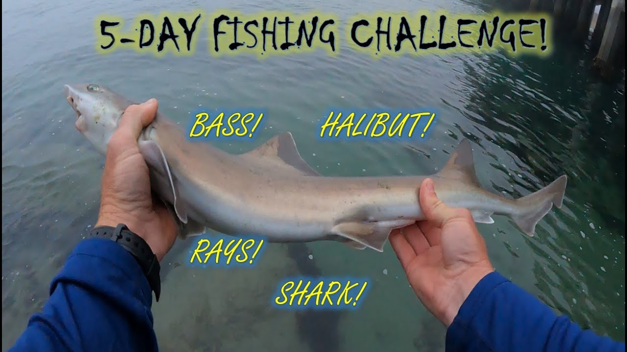 5-Day FISHING Challenge for HALIBUT, BASS, SHARK and RAYS! - YouTube