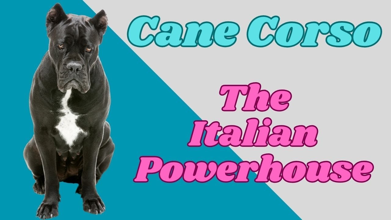 Discover Italy's Hidden Gem: Cane Corso Puppy- The Italian Softie ...