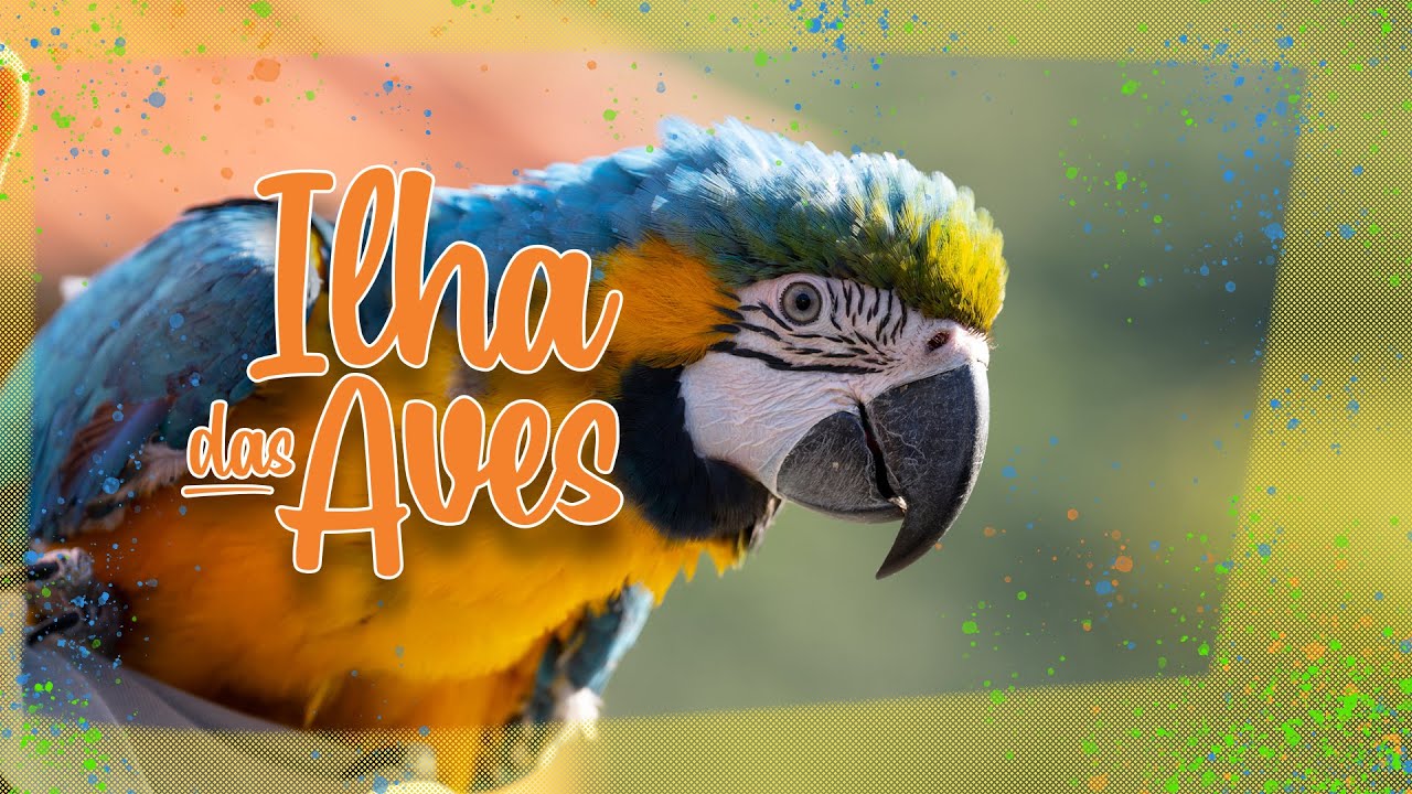 ILHA DAS AVES - YouTube