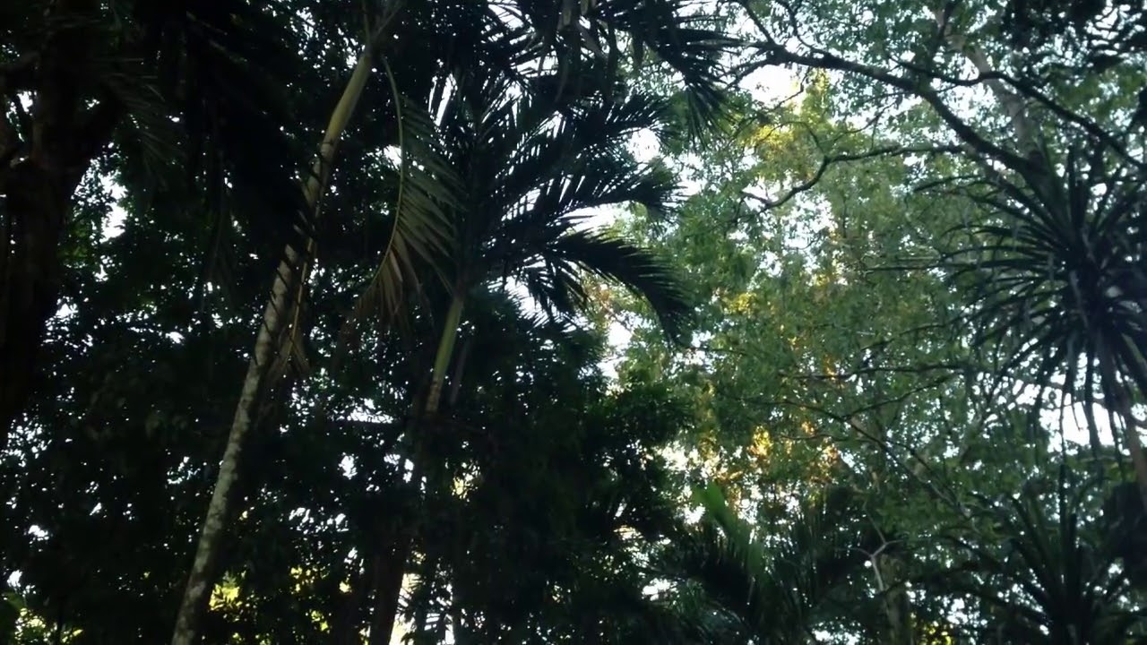 Montezuma Oropendola bird sound, Maya rainforest - YouTube