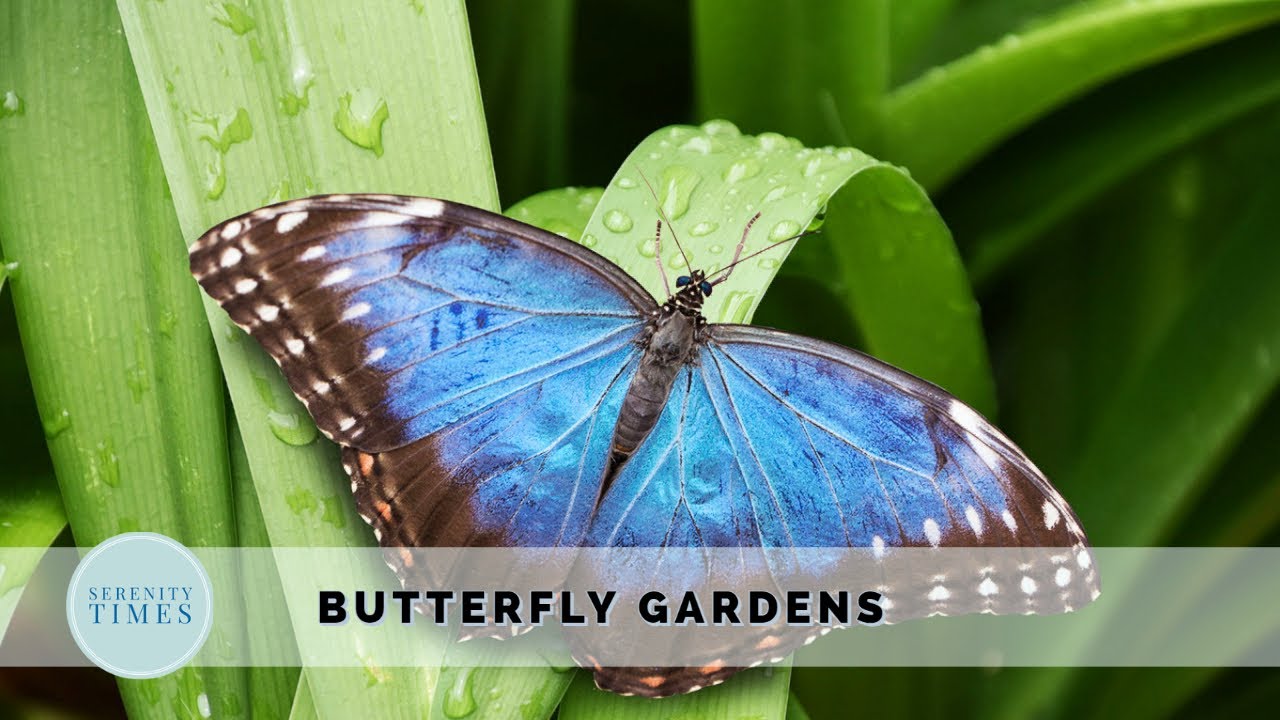 Butterfly Gardens Tour - Victoria, BC, Canada | Butterflies | Nature ...