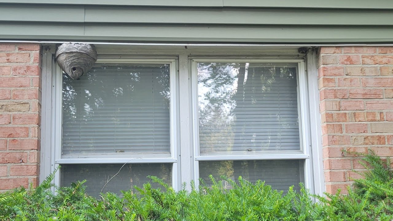 Wasp Nest in my window, watch until the end for a look inside the nest ...