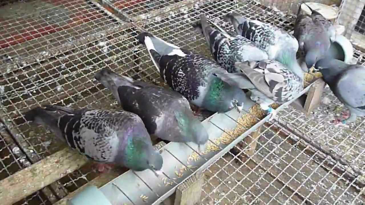 Blue check pigeons - big-pic Vietnam loft - YouTube