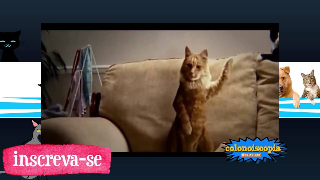 gatos dançando, Dancing Cats Compilation - YouTube